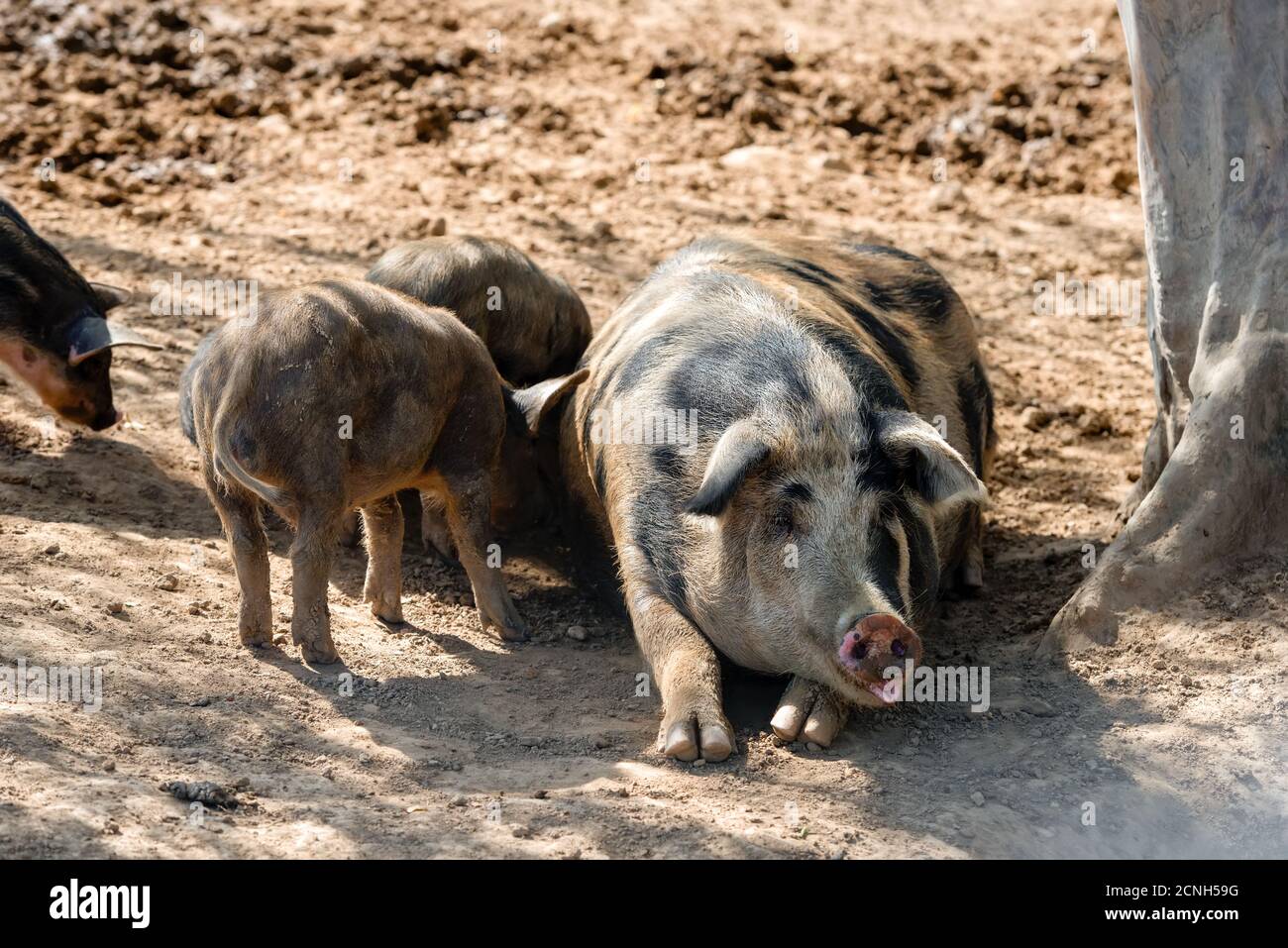 Pig mother with her little piglets in the pen at the farm Stock Photo ...