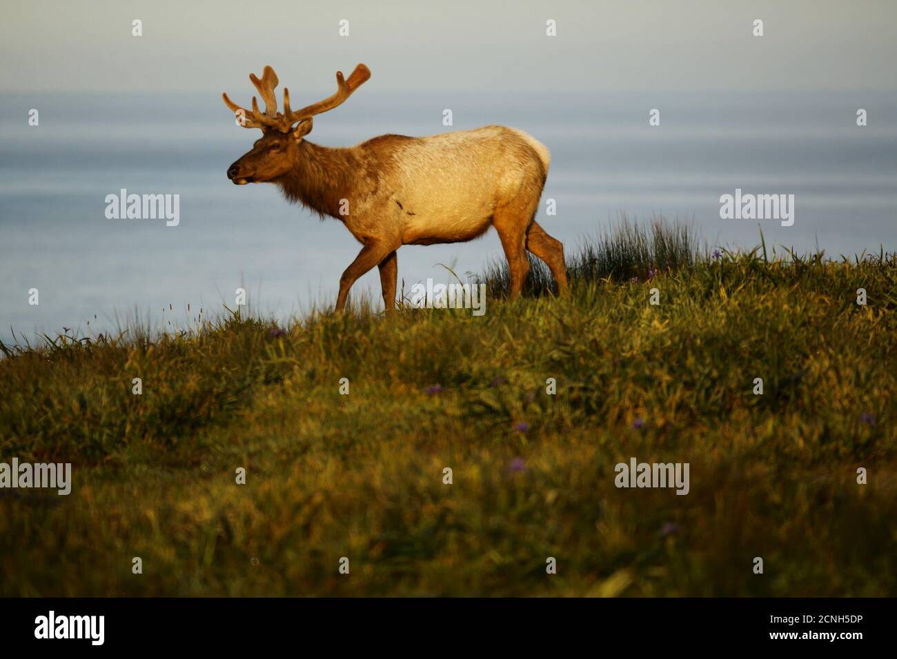 Black elks hi-res stock photography and images - Alamy