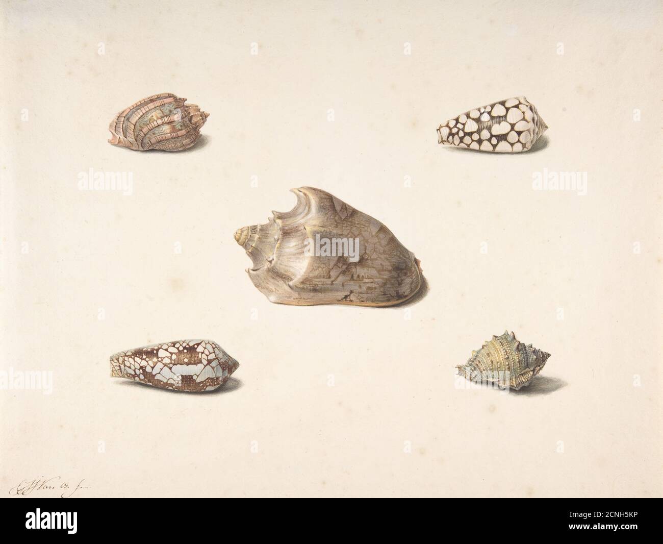 Five Shells, n.d Stock Photo - Alamy