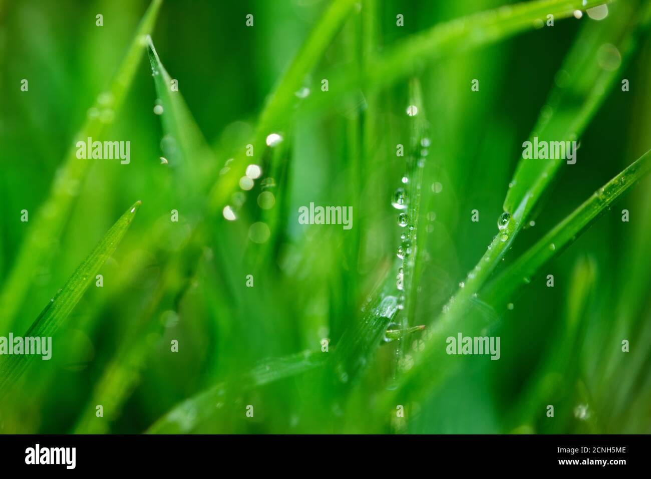 Condensation nature hi-res stock photography and images - Alamy