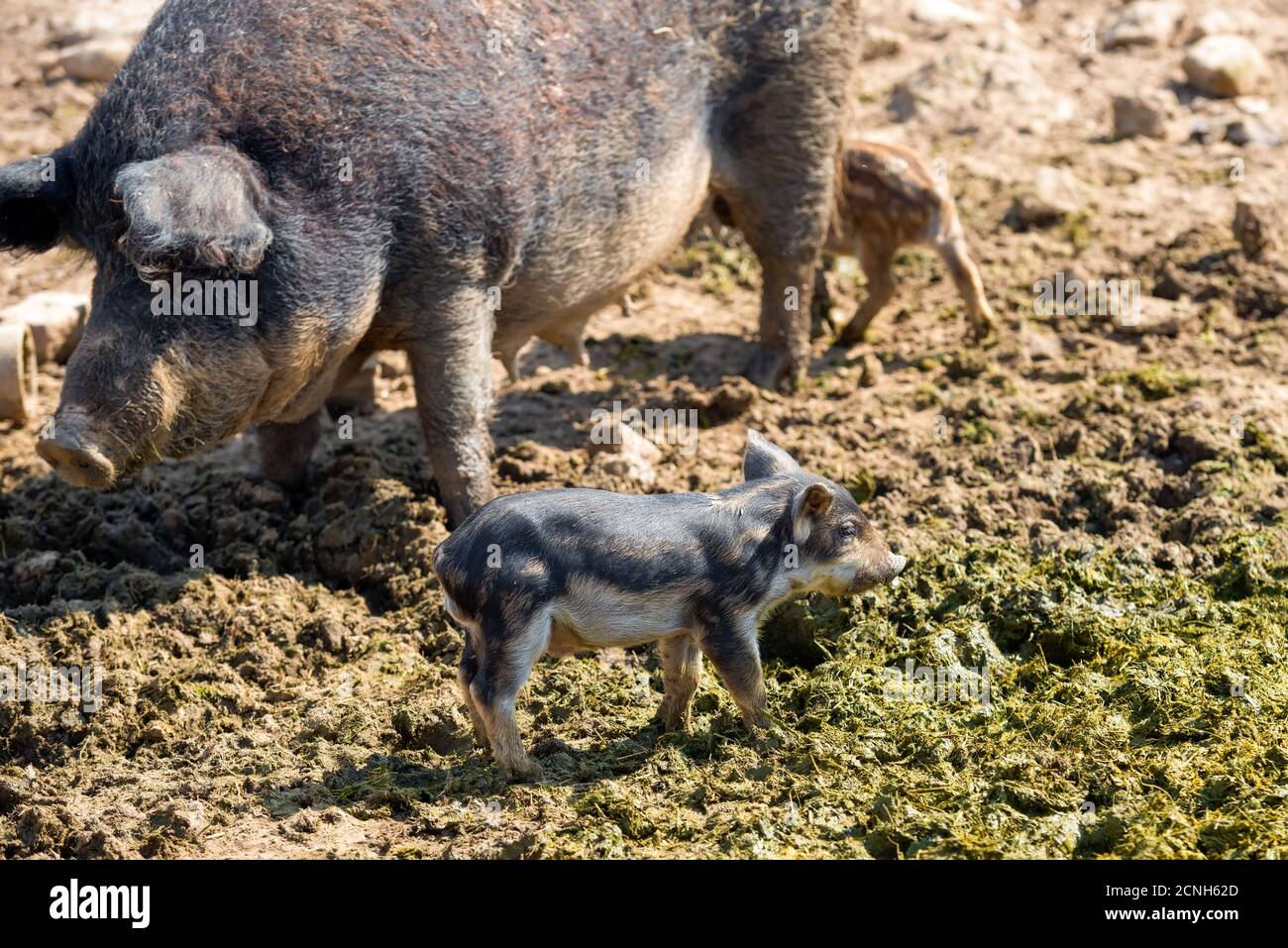 Pig mother with her little piglets in the pen at the farm Stock Photo ...