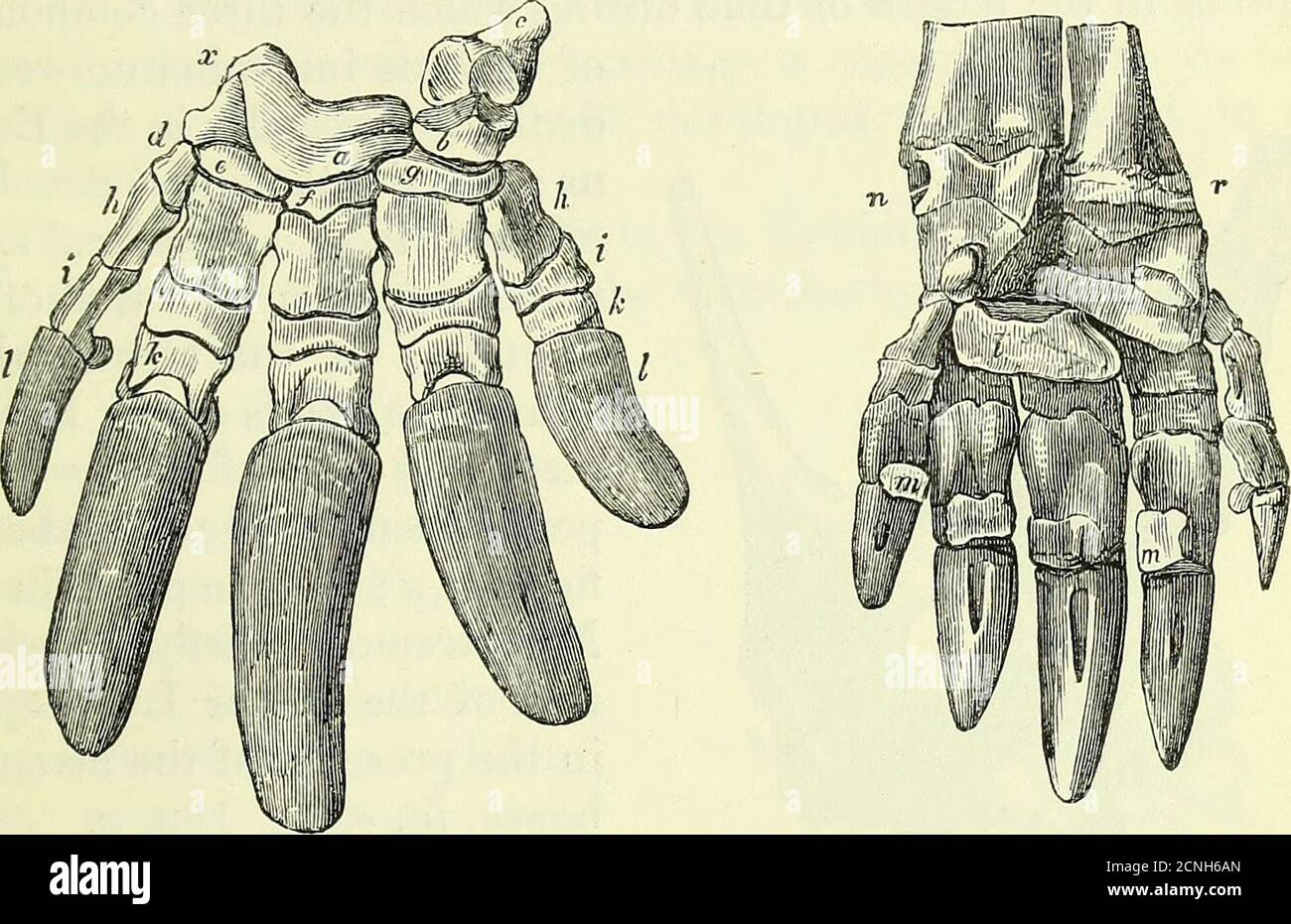 . On the anatomy of vertebrates [electronic resource] . the Echidna, as ...