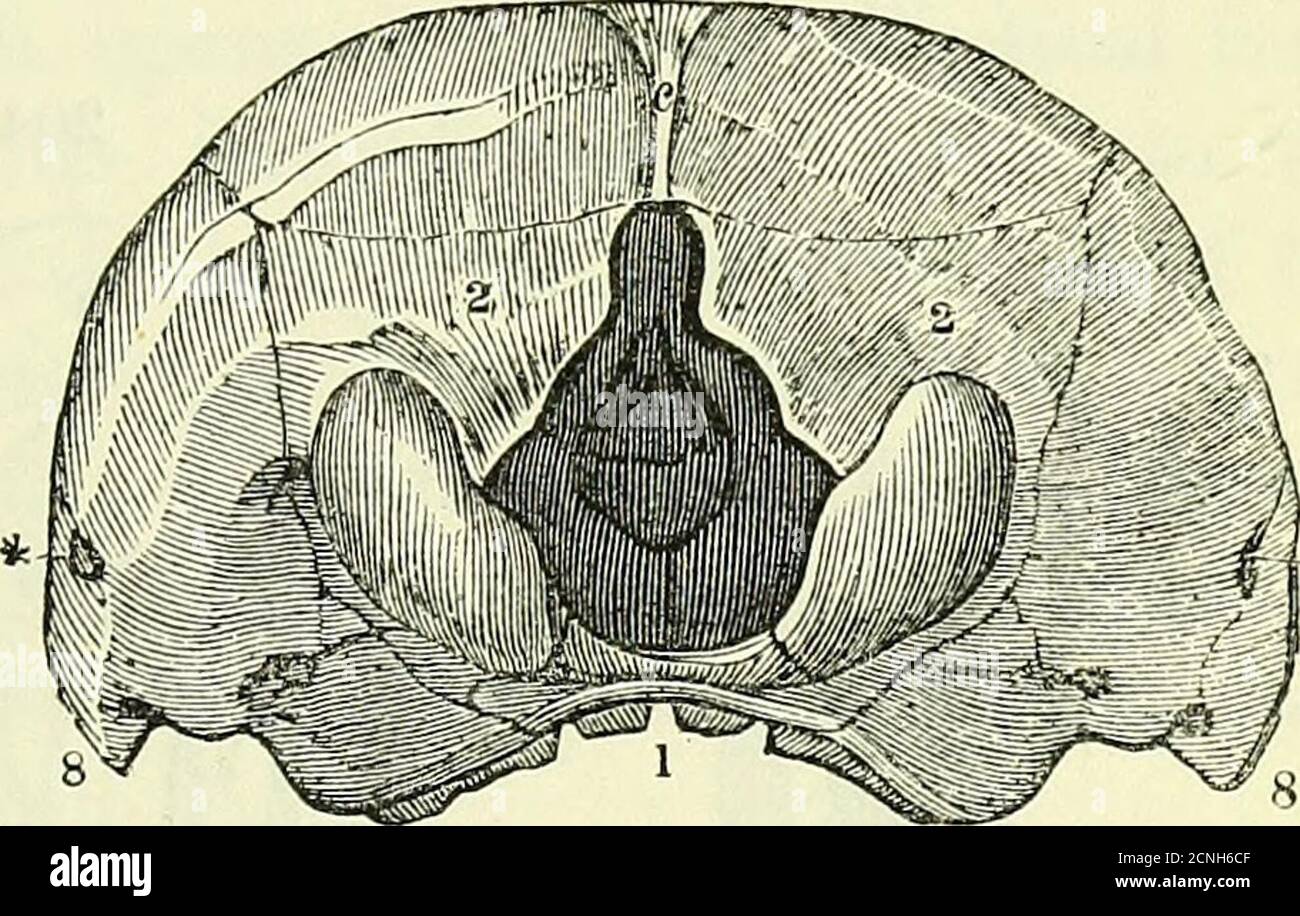 Mastoid Notch Anatomy