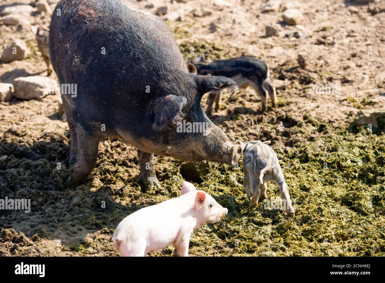 Pig mother with her little piglets in the pen at the farm Stock Photo ...