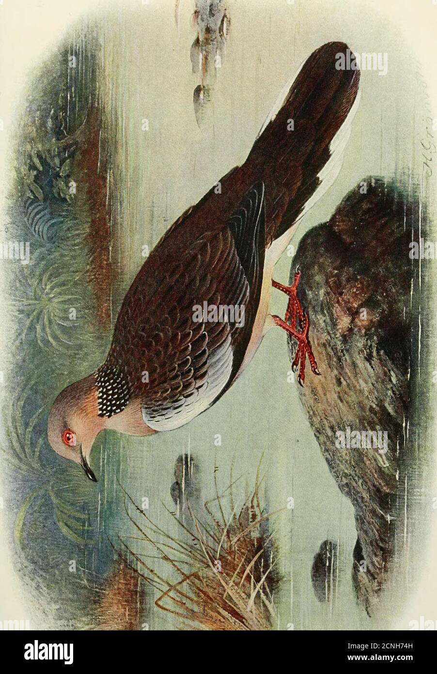 . Indian pigeons and doves . ukor, Malayan; Gyo, Gyo-le-byouk, Burmese ...