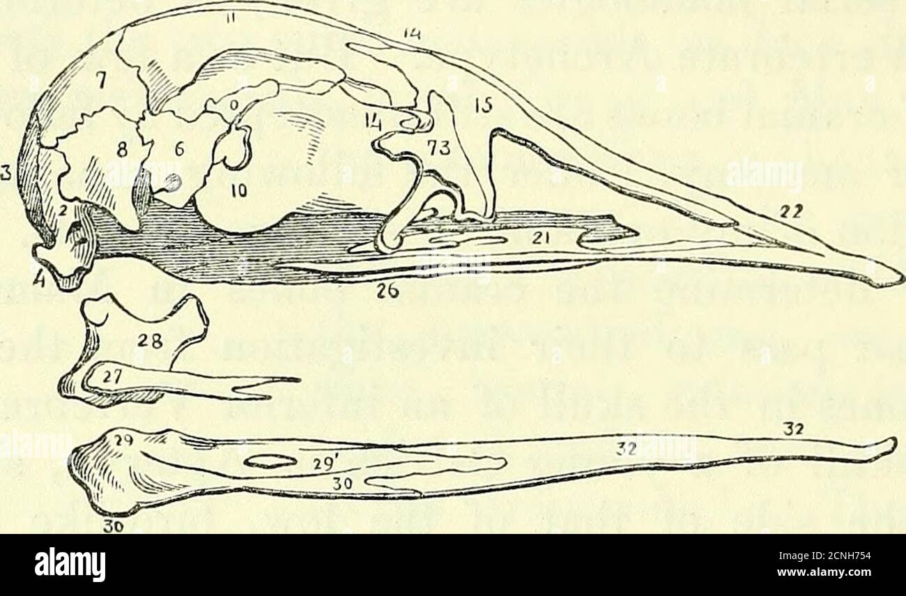 Bird cartilage hi-res stock photography and images - Alamy