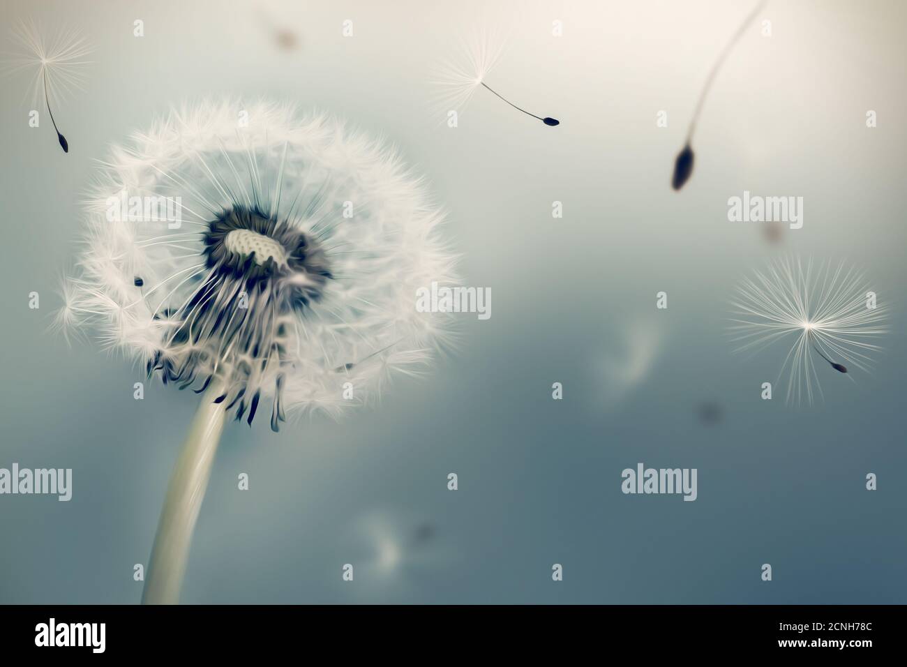 Flying seeds hi-res stock photography and images - Alamy