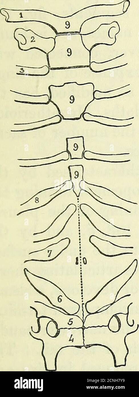 . On the anatomy of vertebrates [electronic resource] . (sternum. Only ...