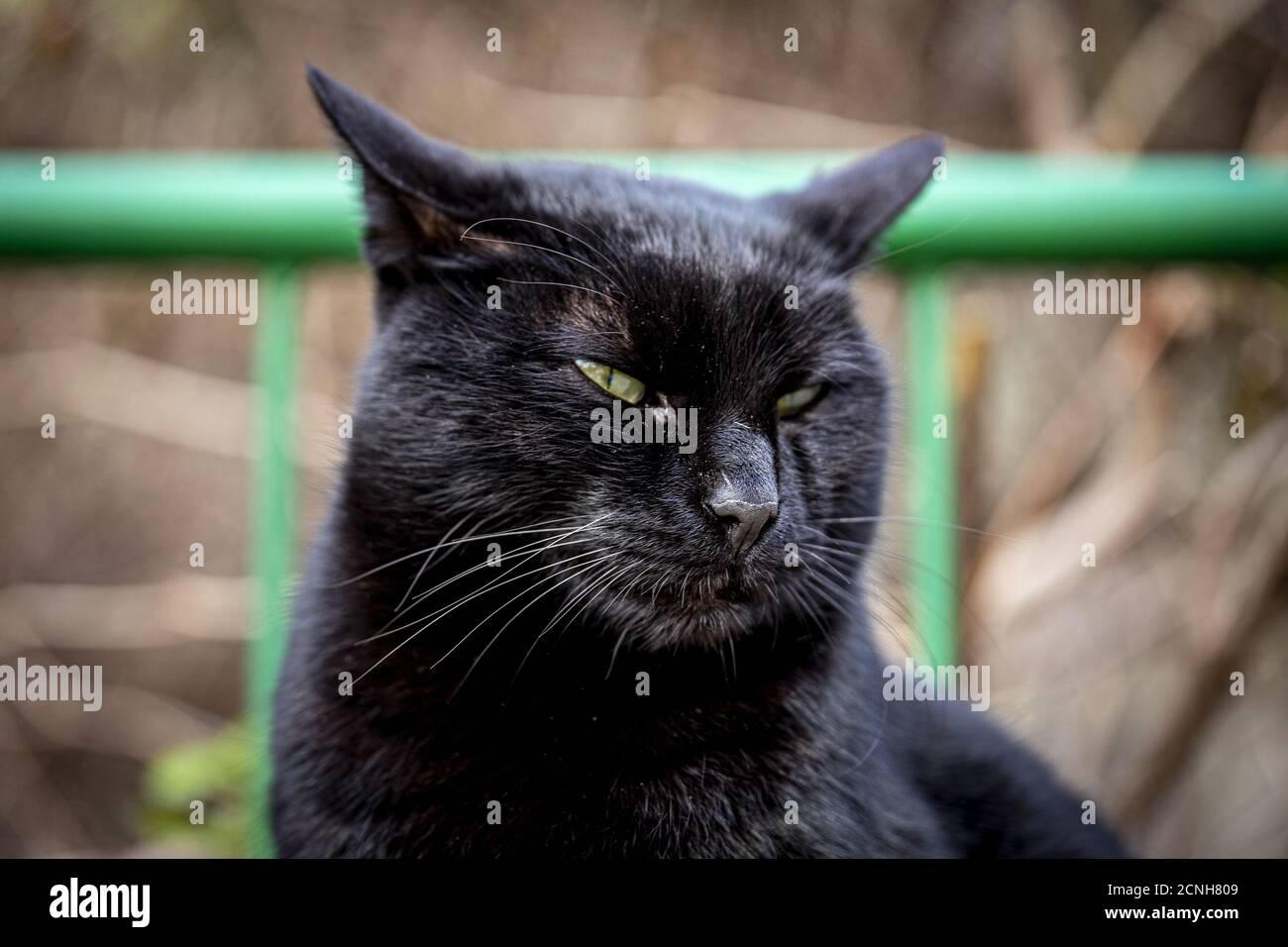 Grumpy black cat hi-res stock photography and images - Alamy