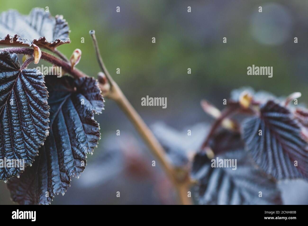 An autumn leaf of the common hazel hi-res stock photography and images ...