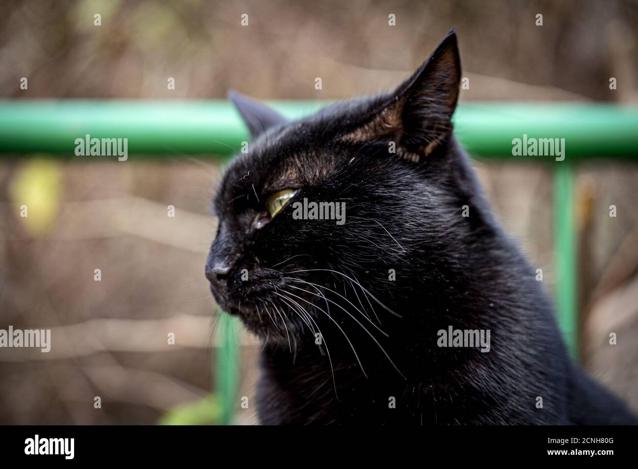 Grumpy Cat Black Background