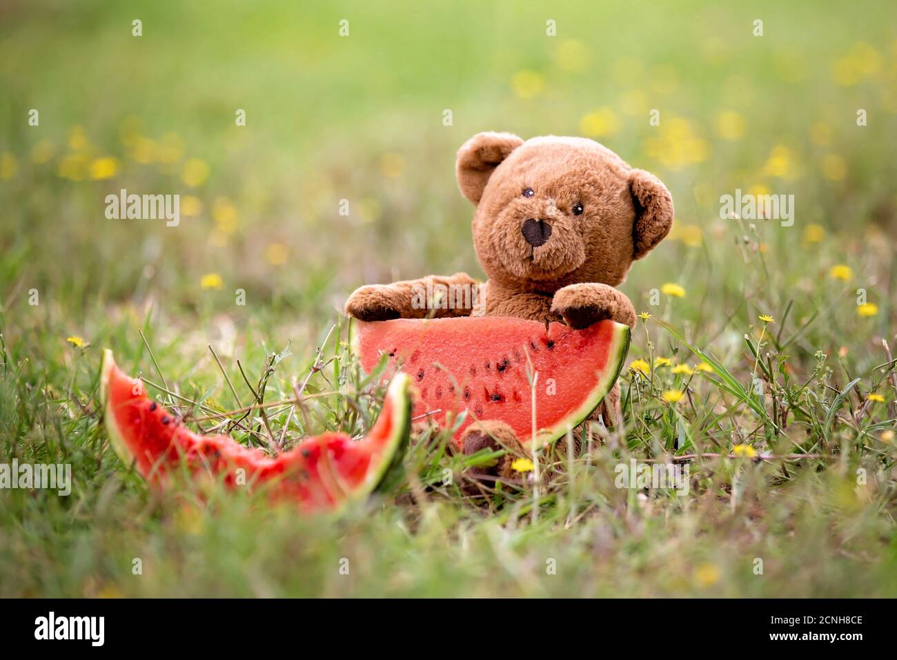 Teddy bear with a slice of watermelon in the park Stock Photo - Alamy