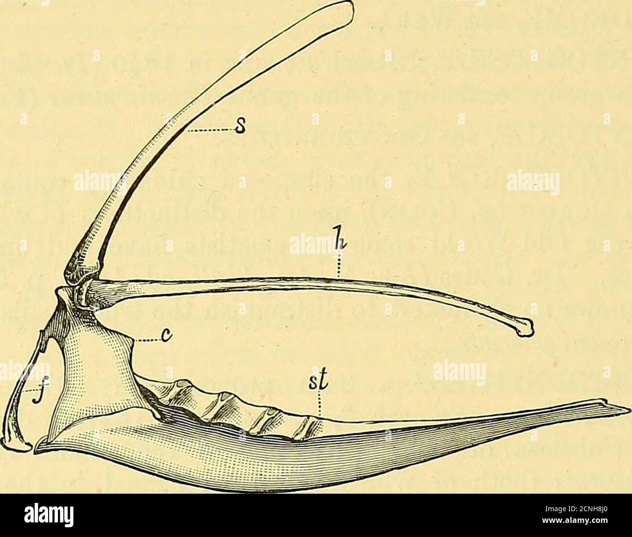 . A dictionary of birds . Mandible of Hespeeoenis. (As before, after ...