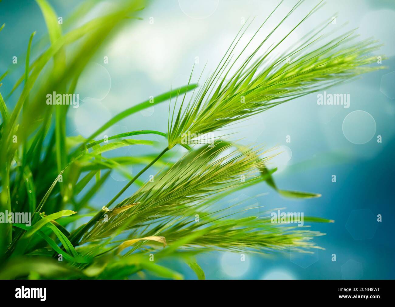 Abstract nature photography hi-res stock photography and images - Alamy