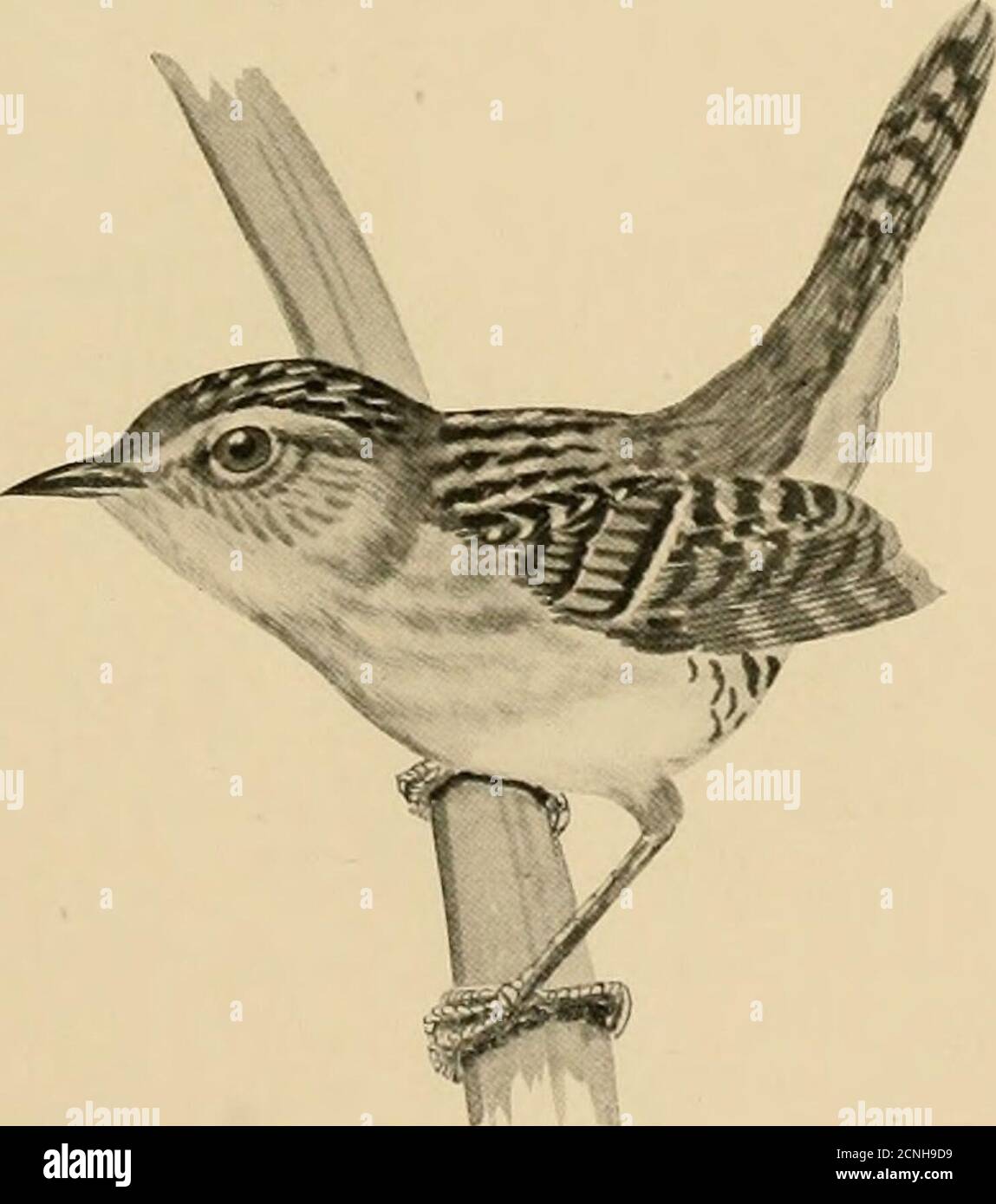Carolina wren song bird hi-res stock photography and images - Alamy