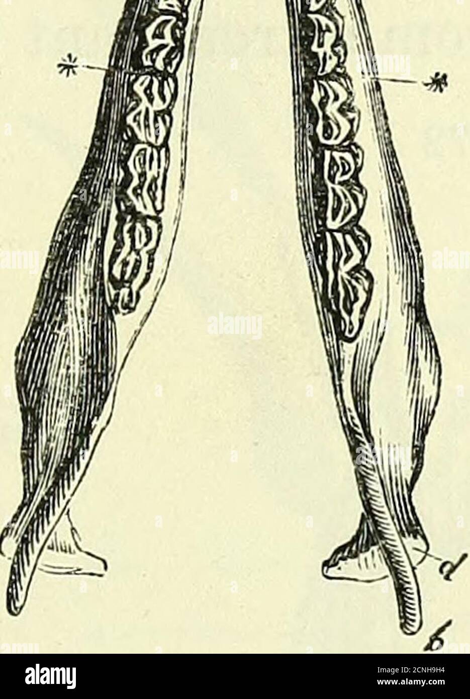 . On the anatomy of vertebrates [electronic resource] . Paimiuant ...