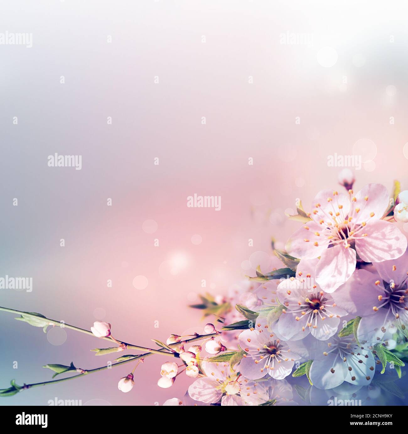 Spring card background Stock Photo - Alamy