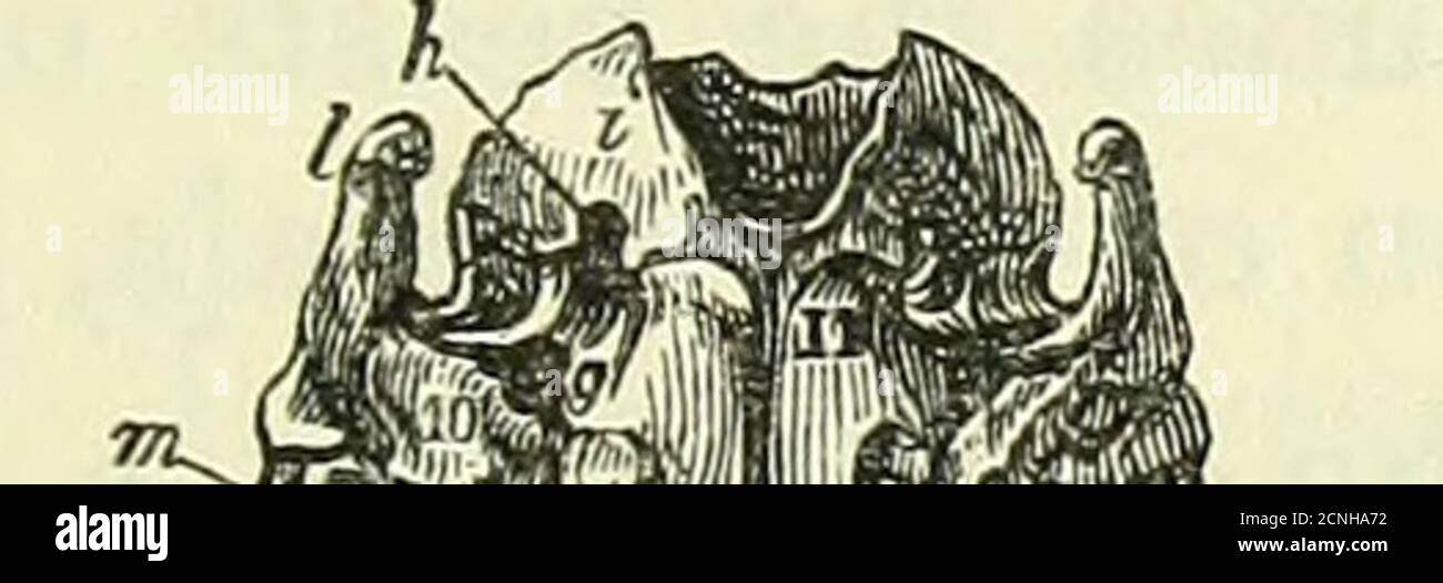 . On the anatomy of vertebrates [electronic resource] . Ruminant skull ...