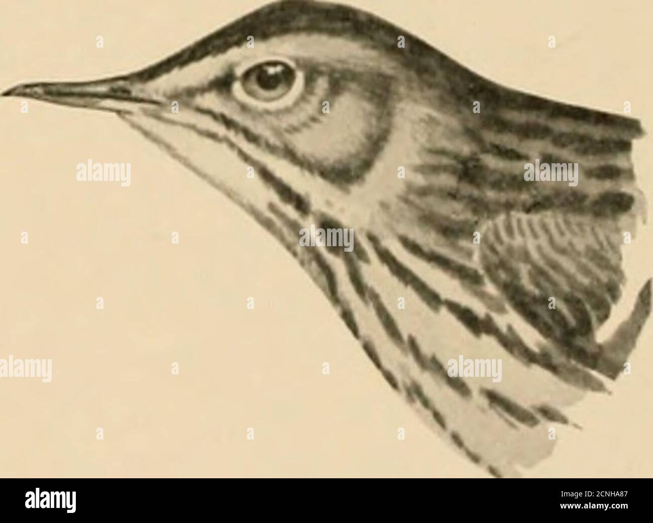 Primary wing coverts hi-res stock photography and images - Alamy