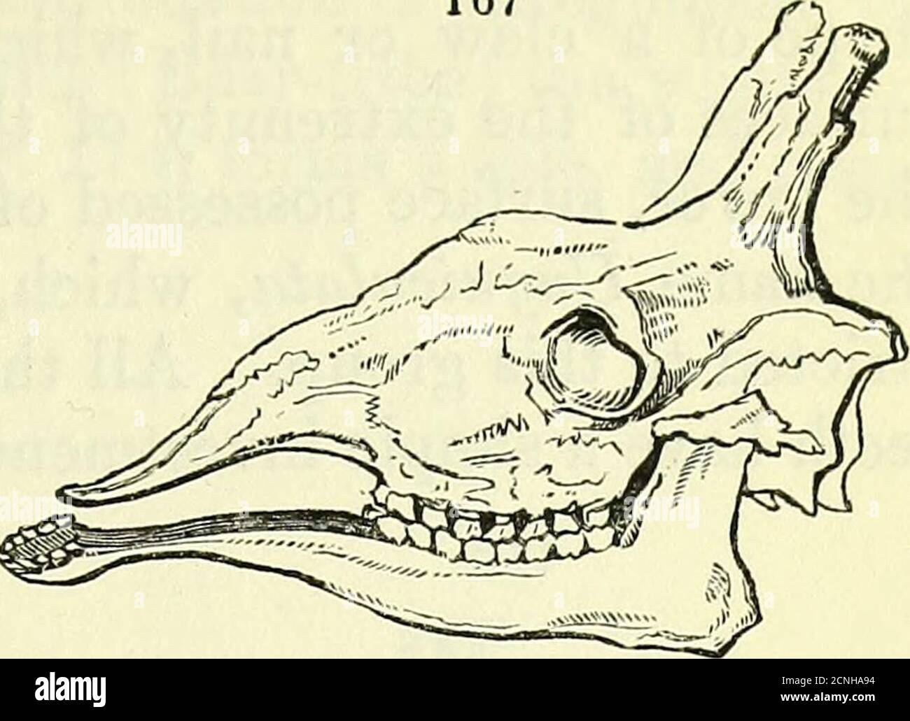 Hoofed toes hi-res stock photography and images - Alamy