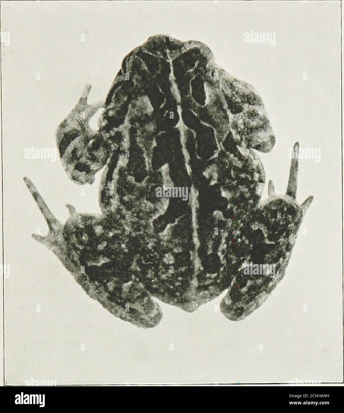 Iris evolution hi-res stock photography and images - Alamy