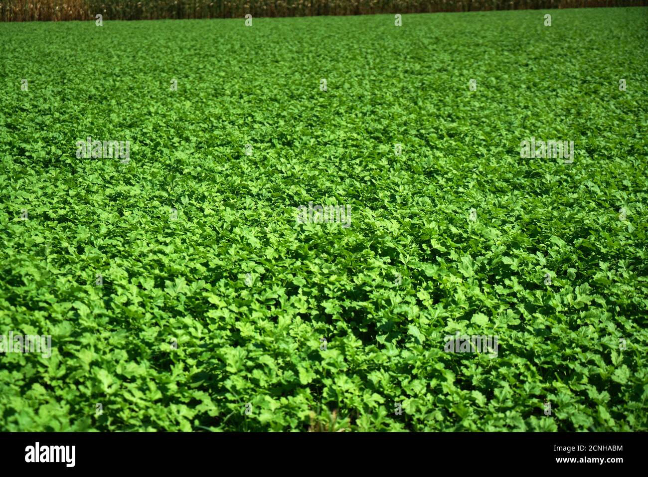 Vast green field with green plants during the daytime Stock Photo - Alamy