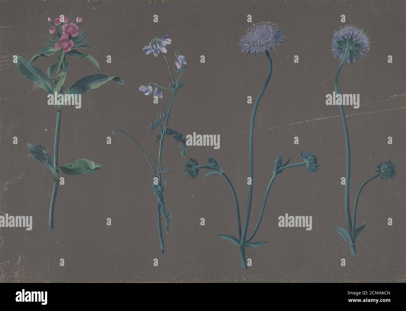 18th century botanical study hi-res stock photography and images - Alamy