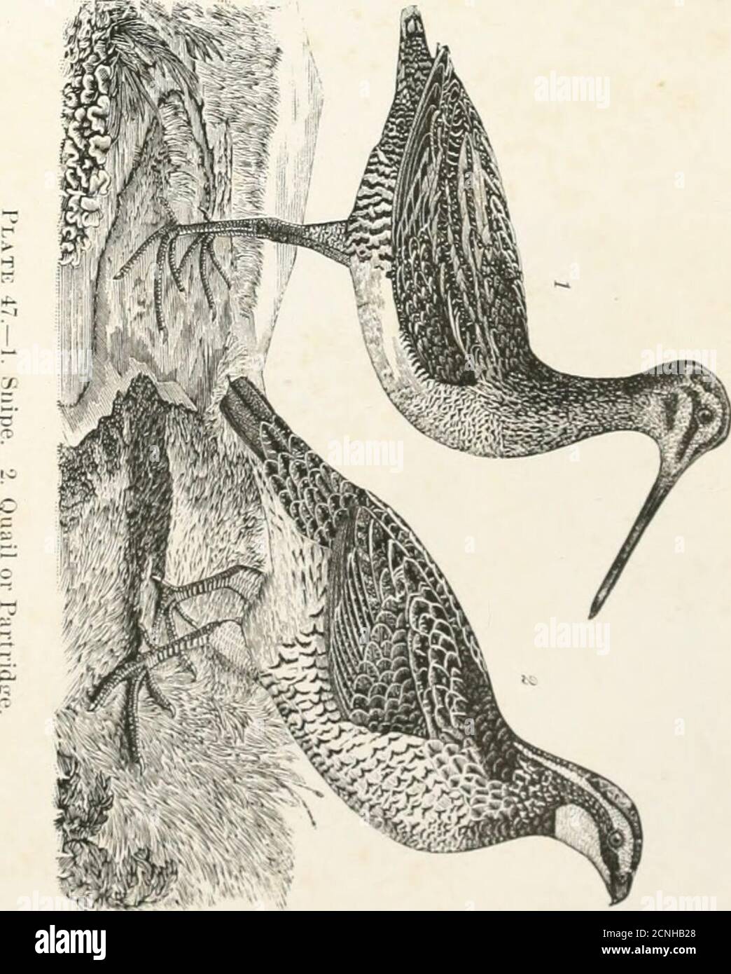 . American ornithology, or, The natural history of the birds of the ...