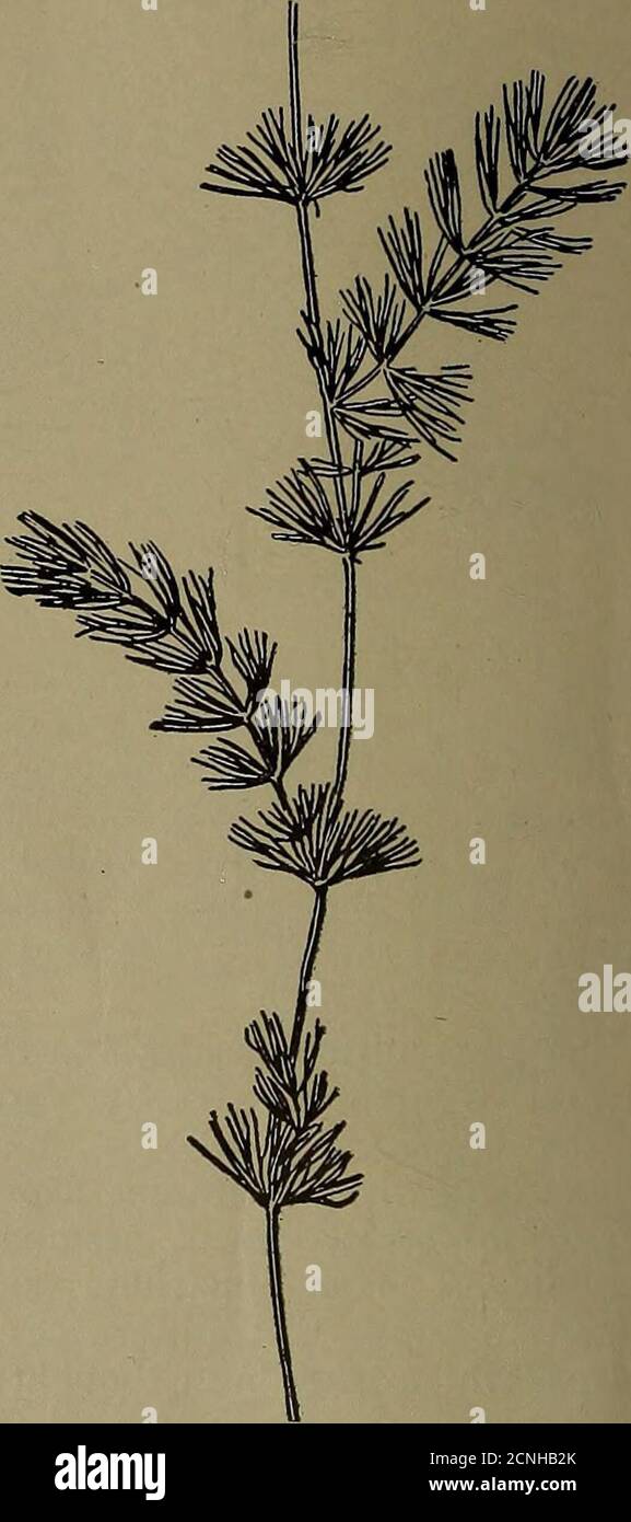 Coontail hi-res stock photography and images - Alamy