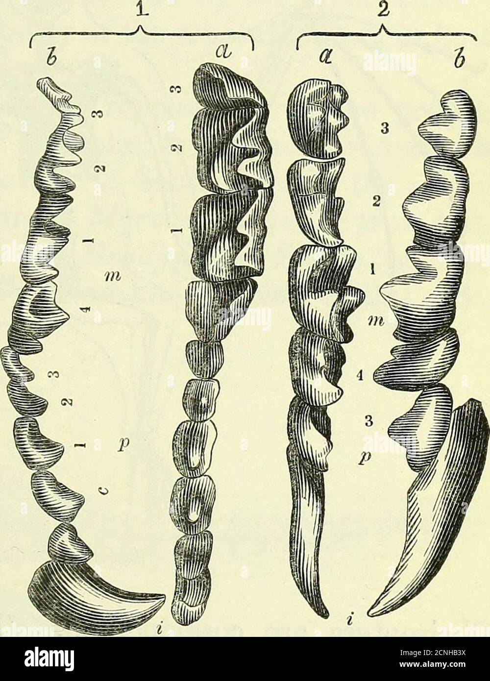 Wombats teeth hi-res stock photography and images - Alamy