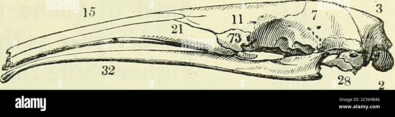 Fossa claws hi-res stock photography and images - Alamy