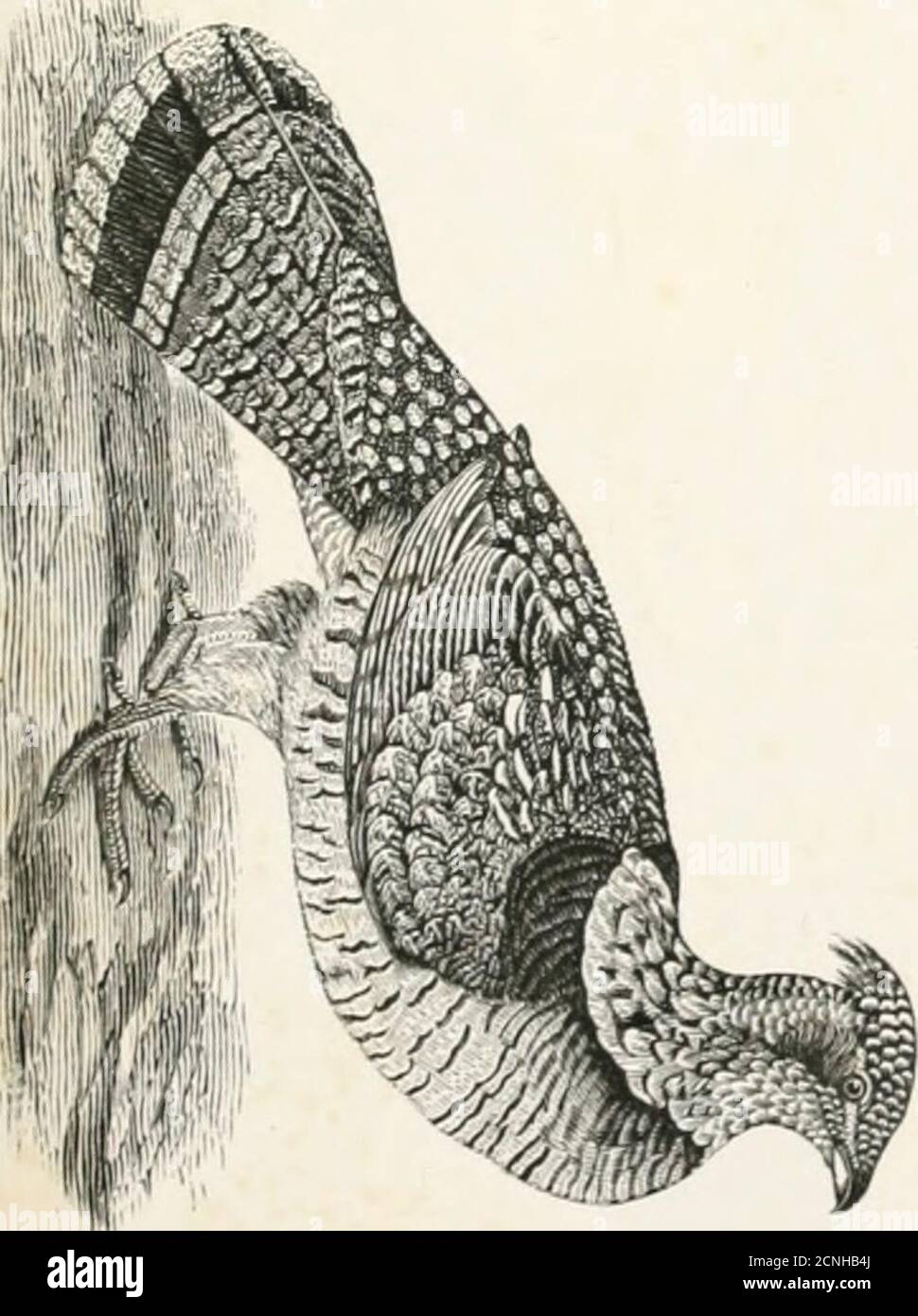 . American ornithology, or, The natural history of the birds of the ...