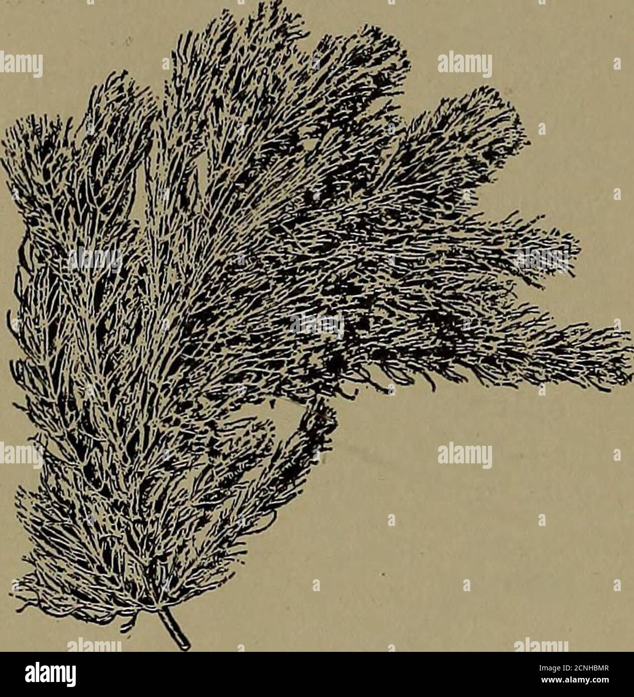 Coontail hi-res stock photography and images - Alamy