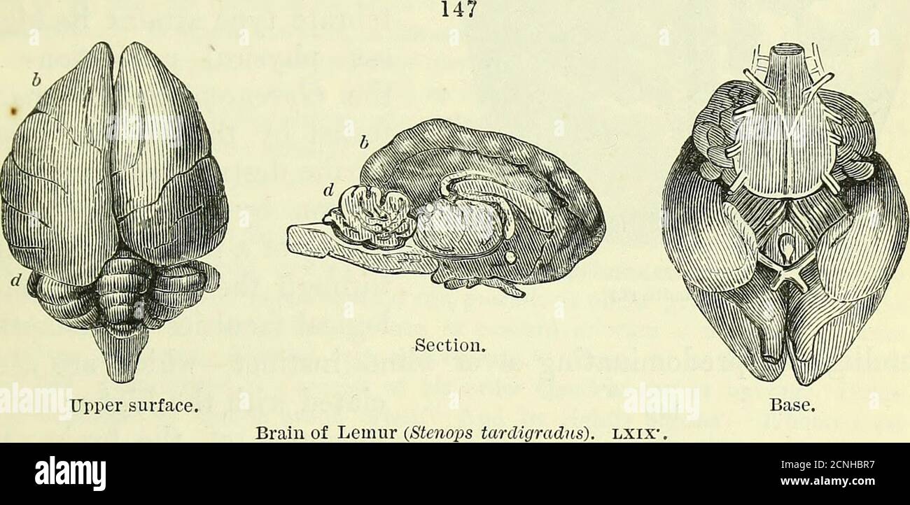 . On the anatomy of vertebrates [electronic resource] . these general ...