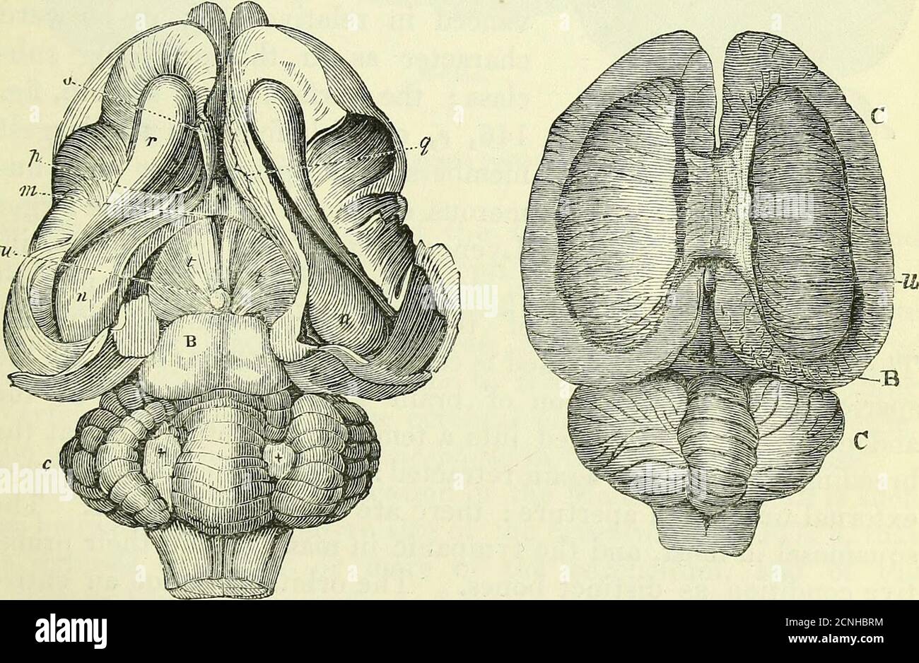 Lyra b hi-res stock photography and images - Alamy