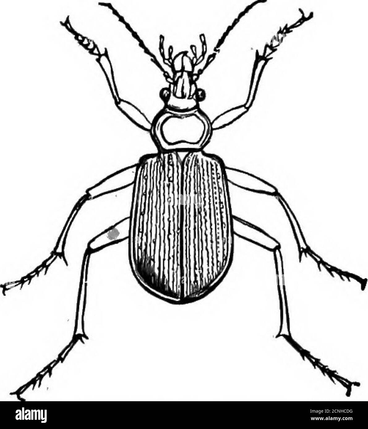 Fifty insects Black and White Stock Photos & Images - Alamy