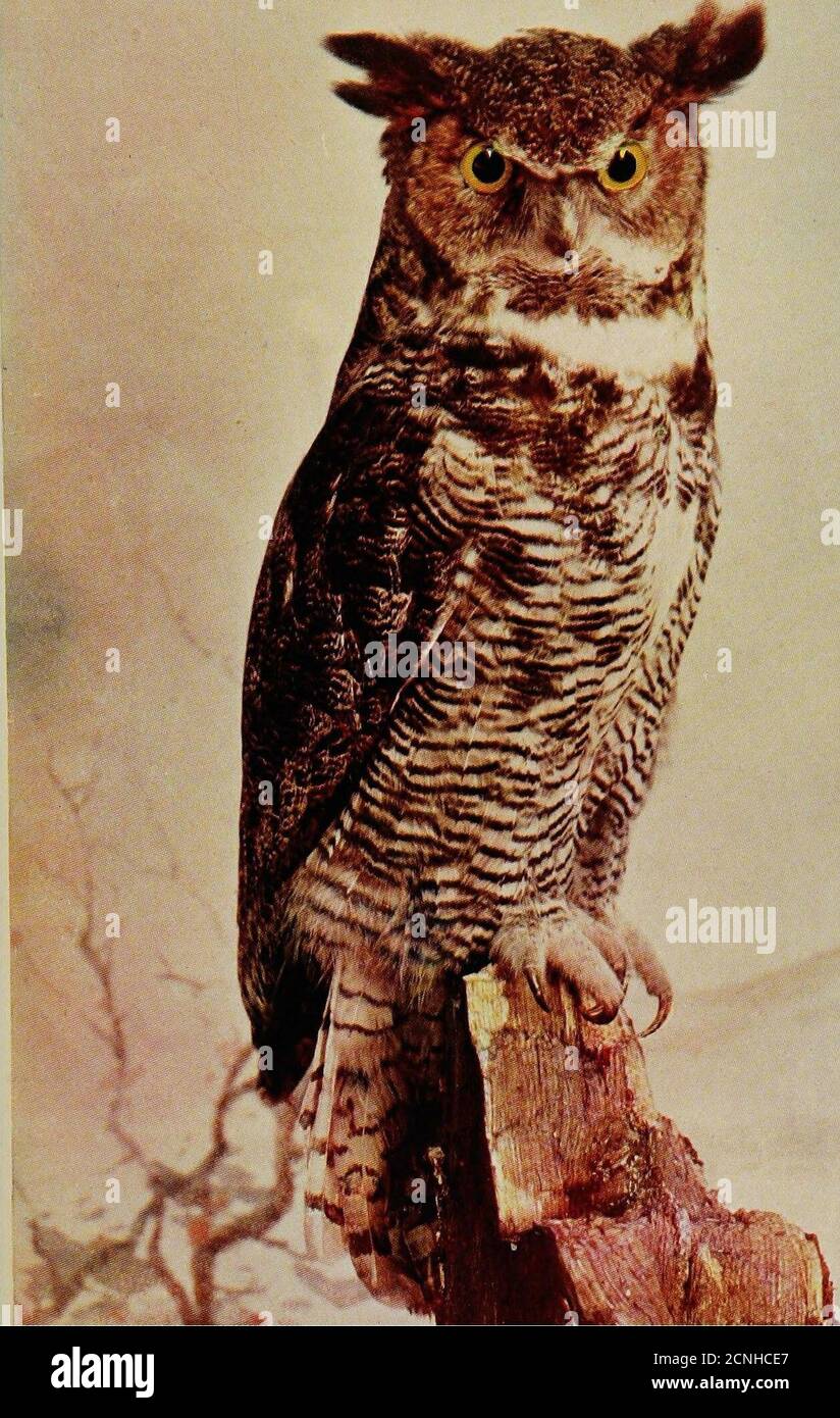 Being Strangled High Resolution Stock Photography and Images - Alamy