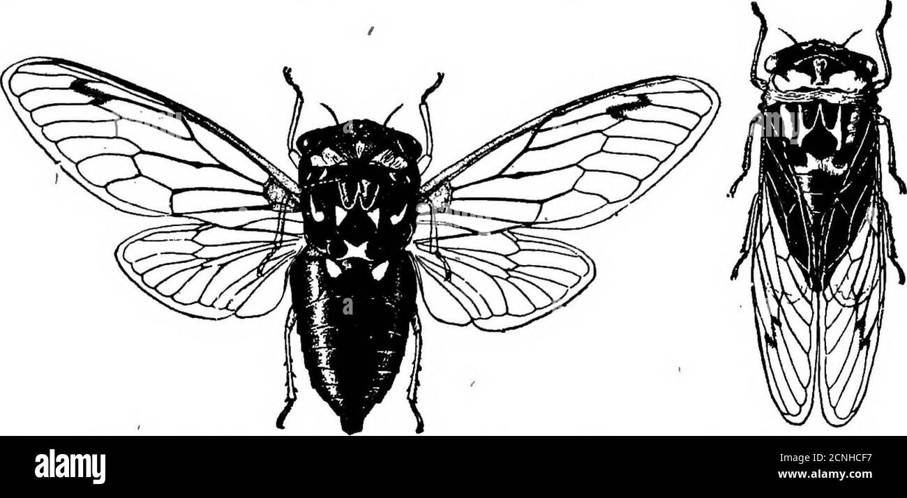 Cicadas food Cut Out Stock Images & Pictures - Alamy