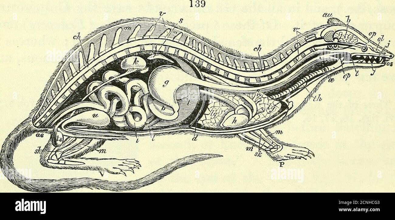 Mammary glands anatomy hi-res stock photography and images - Alamy