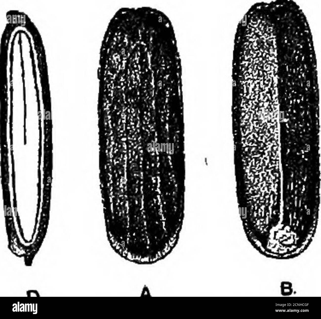 Sida plant Black and White Stock Photos & Images - Alamy