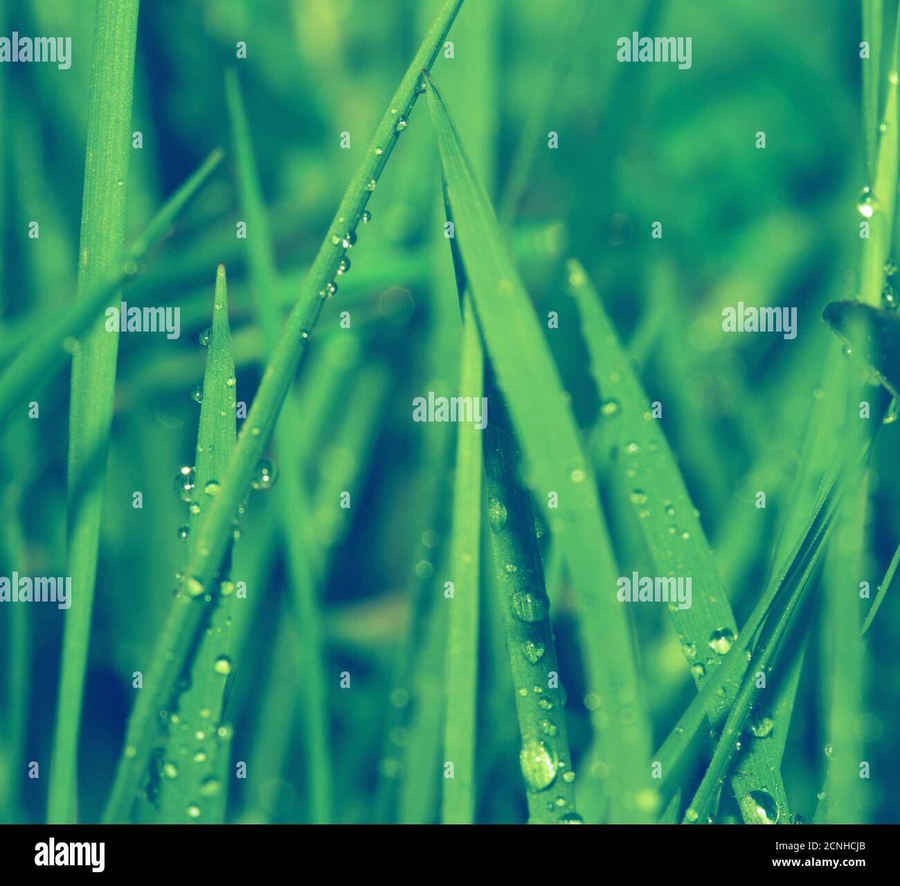 Saturated nature hi-res stock photography and images - Alamy