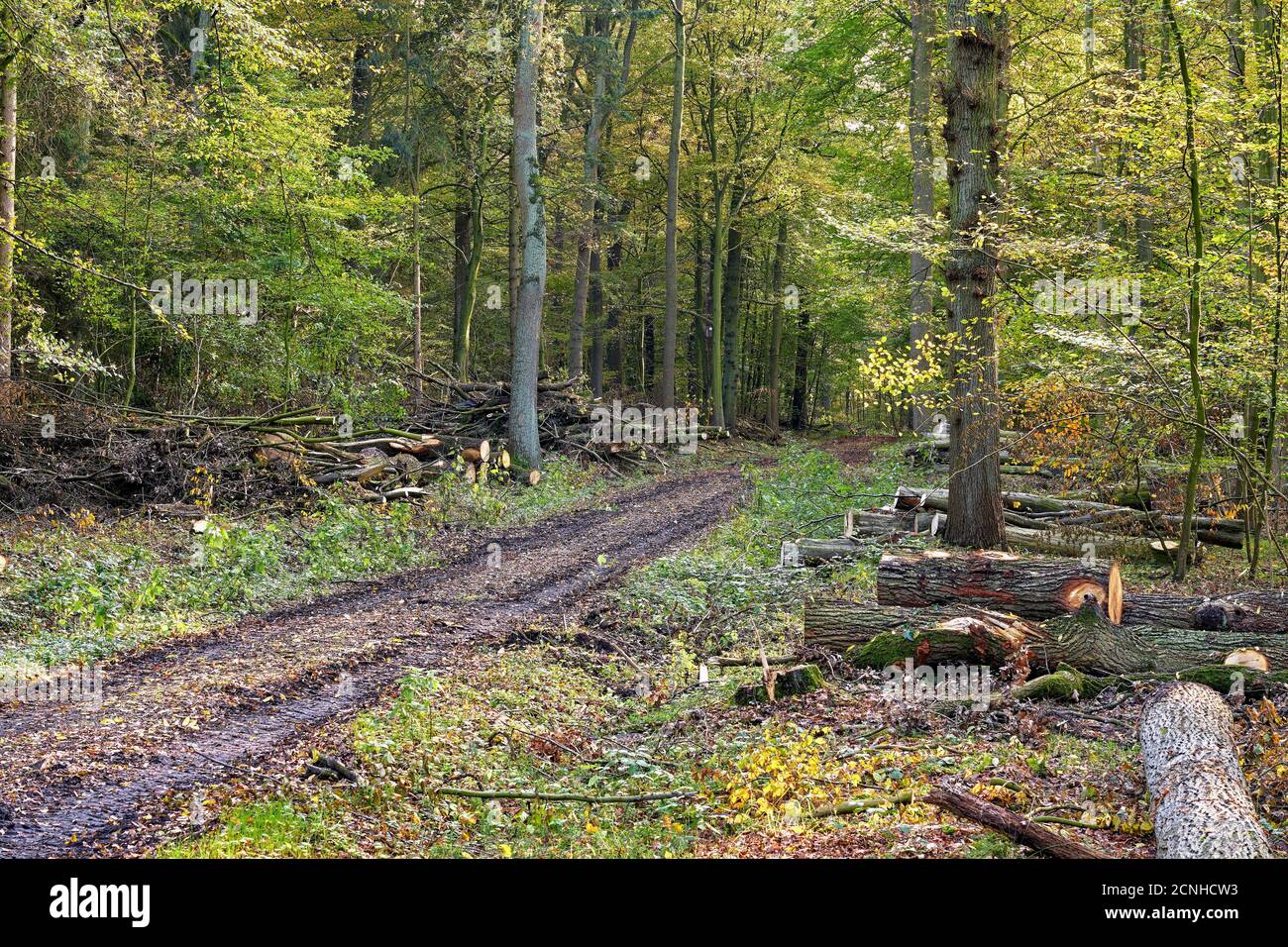 Forestry and logging. Forest landscape in autumn Stock Photo - Alamy