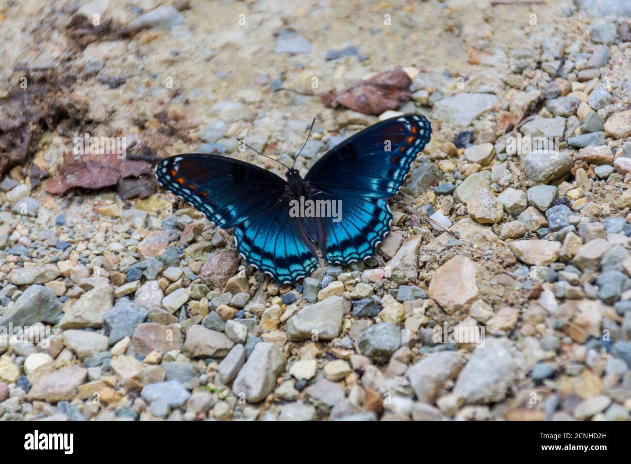 Red Spotted Purple Butterfly