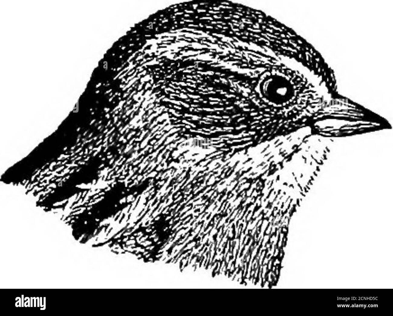 Birds eating insects Black and White Stock Photos & Images - Alamy