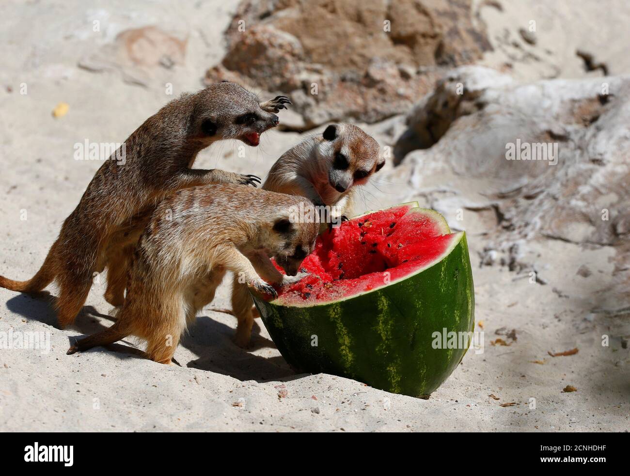 Meerkats eat hi-res stock photography and images - Alamy