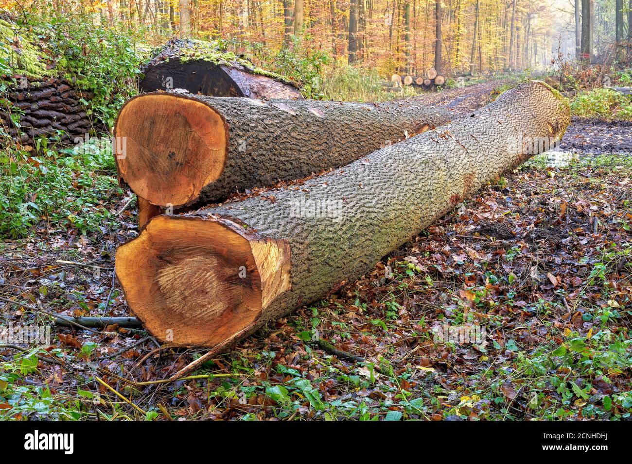 Forestry and logging. Ash tree logs. Forest landscape in autumn Stock ...
