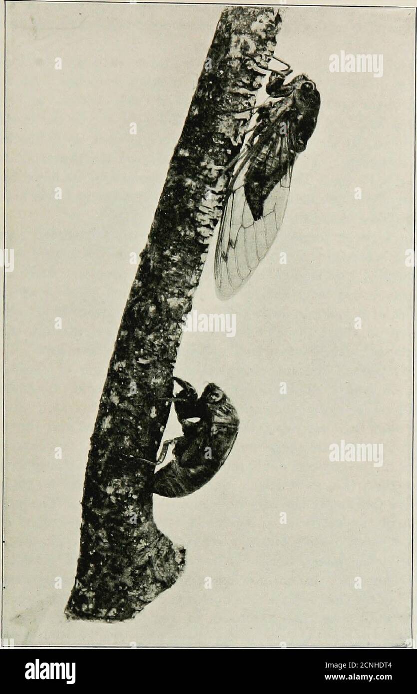 Grampus eight hi-res stock photography and images - Alamy