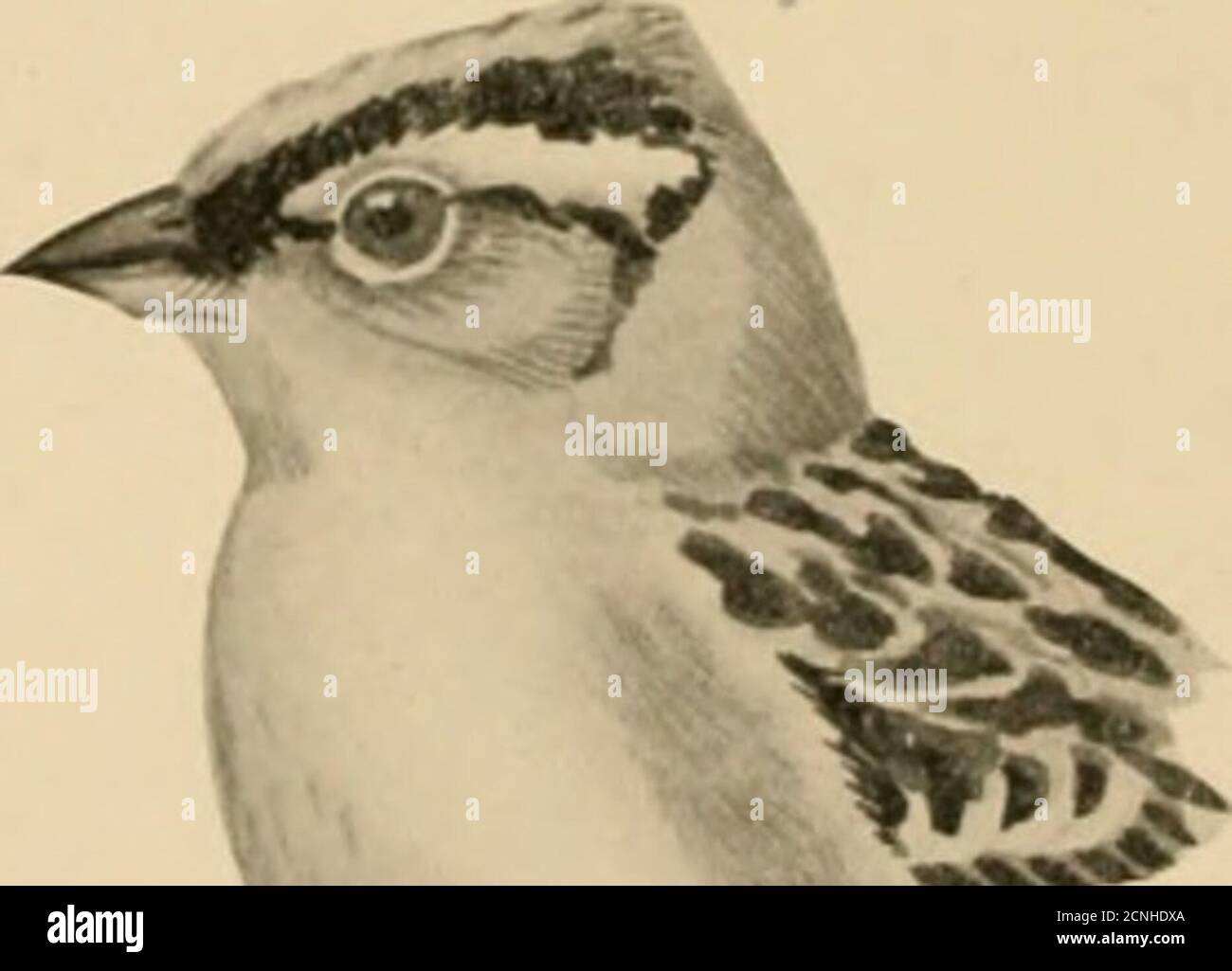 Sennett building hi-res stock photography and images - Alamy