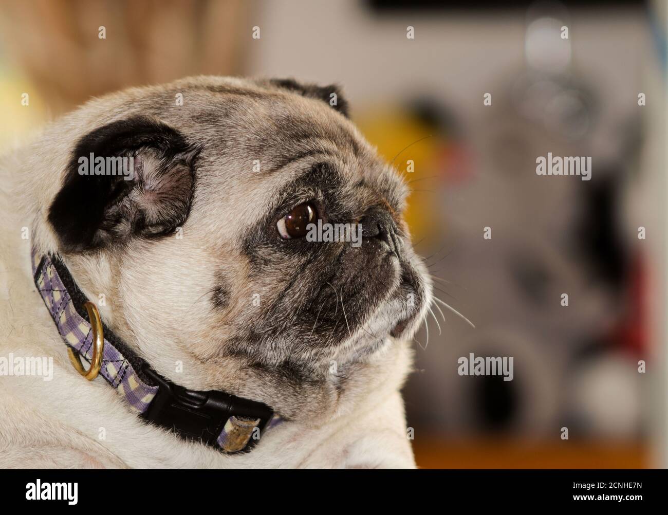 Pug pictured side on Stock Photo - Alamy