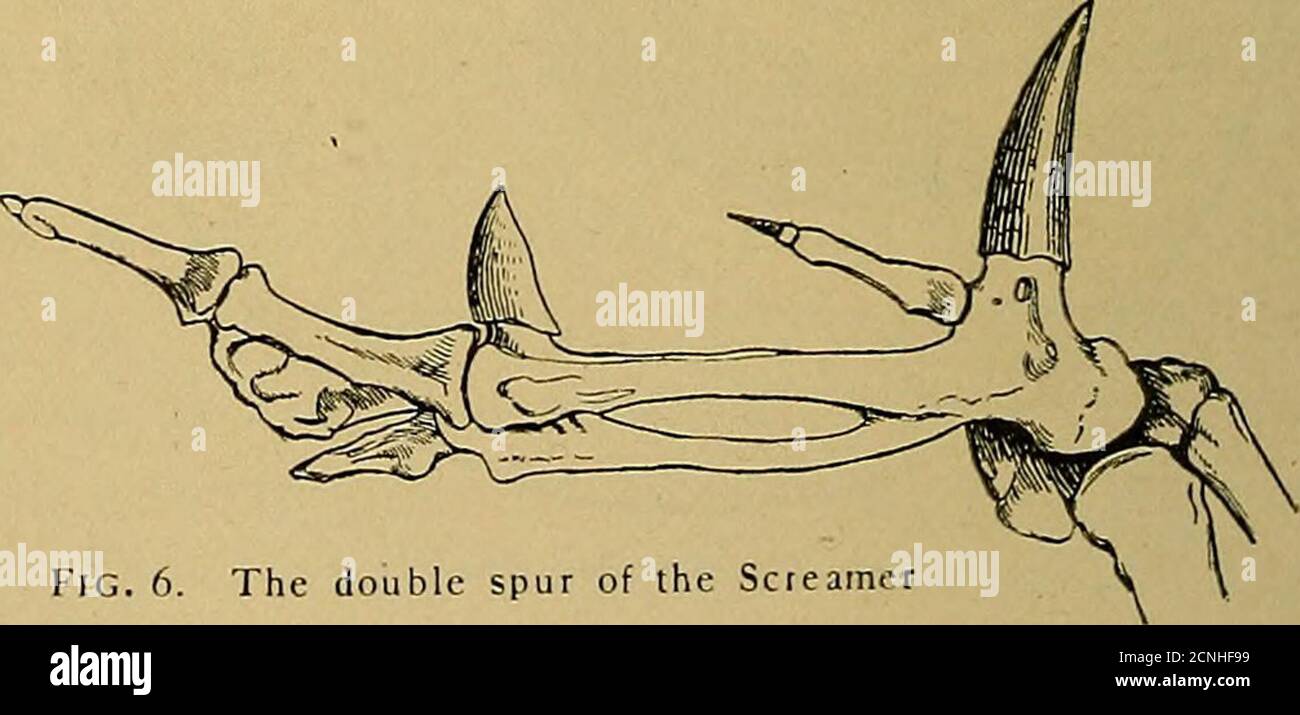 Curved spurs hi-res stock photography and images - Alamy